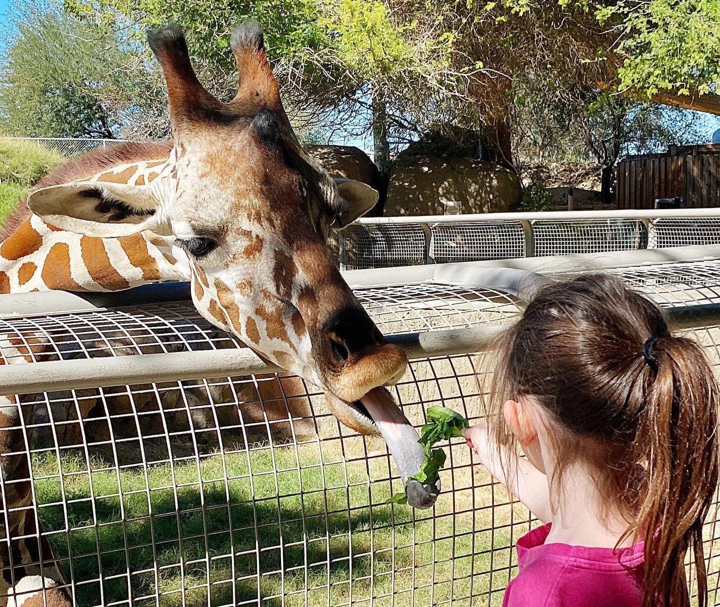 The Living Desert Field Trip Passes for Homeschool Families with ...